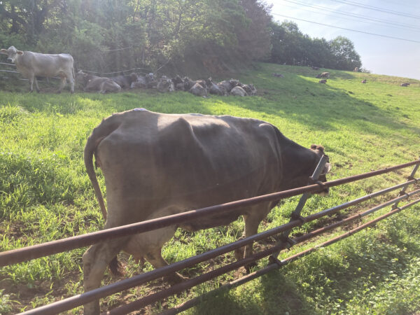 【tabiwaトラベル presents】FM COCOLO NIGHT AND DAY 765 MARKET TOUR in 吉田牧場ツアーリポート - 765 MARKET